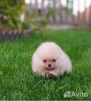 Миниатюрный померанский шпиц мальчик