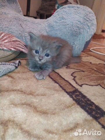 Котята ищут дом
