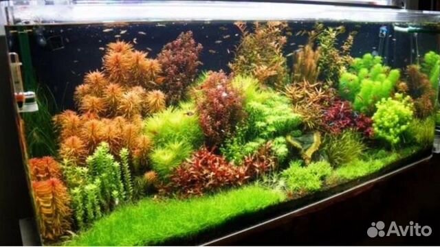 Аквариумные растения