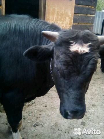 Бык и тёлка