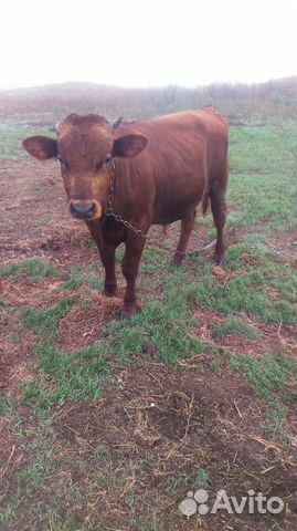Продам быка