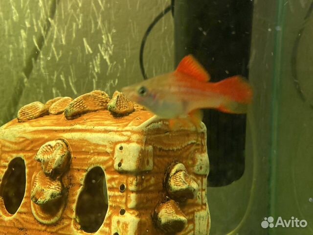 Гурами и меченосец