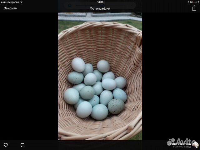 Перепела селадоны