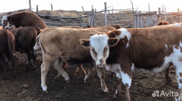 Подсосные бычки