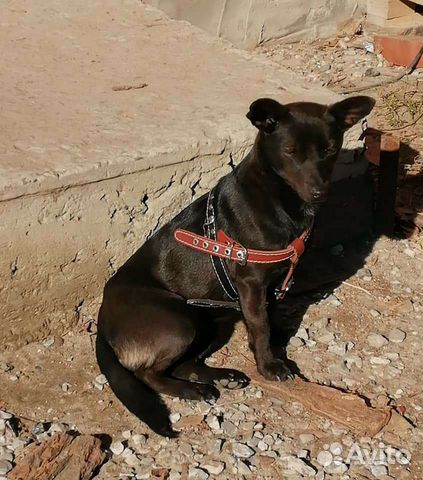 Коричневая собачка