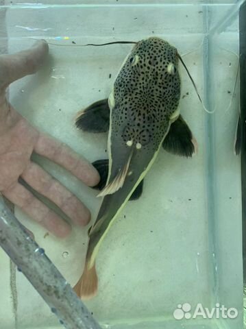 Краснохвостый сом