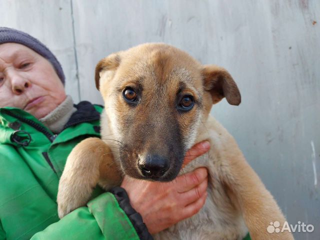 Щеночку очень нужен дом