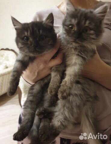 Котята мальчик и девочка