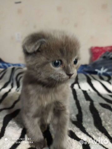 Вислоухий мальчик