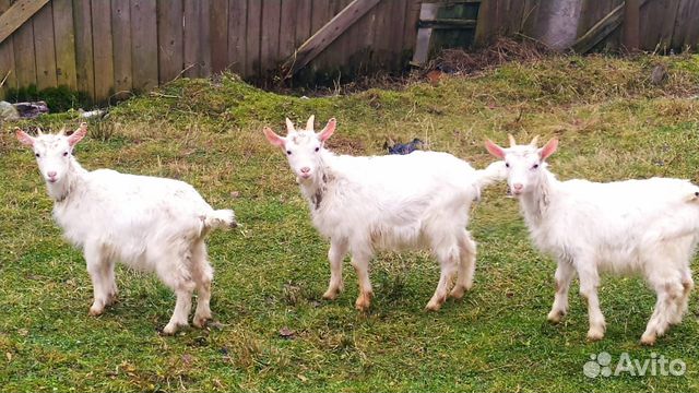 Продаем козочек и козлика Зааненской породы