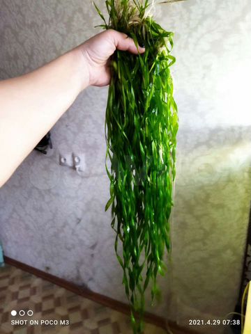 Растючка в аквариум