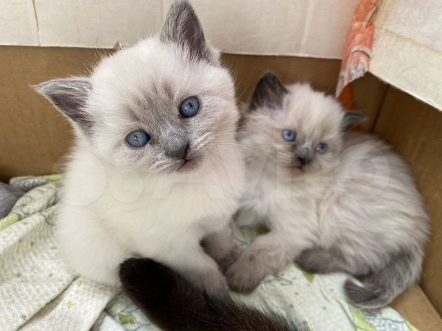 Продам Невских Маскарадных котят