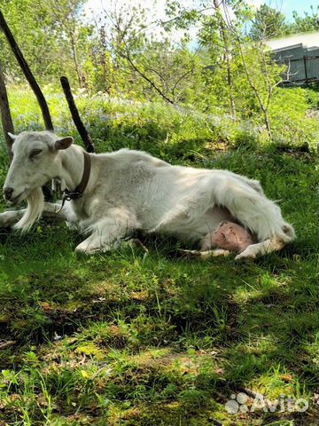 Козы козочки козлята