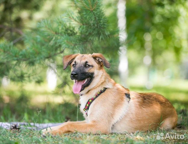 Щенок в добрые руки девочка