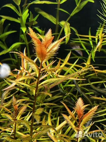 Аквариумные растения набор