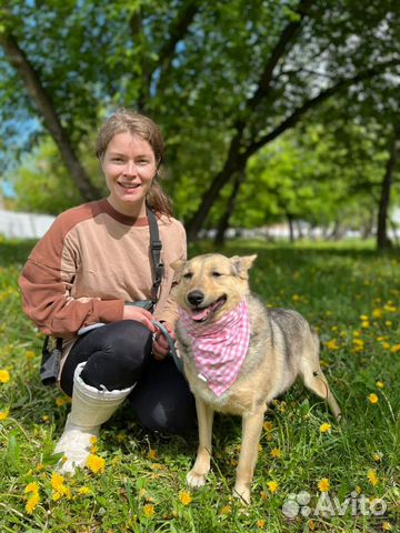 Маленькая собачка ищет семью