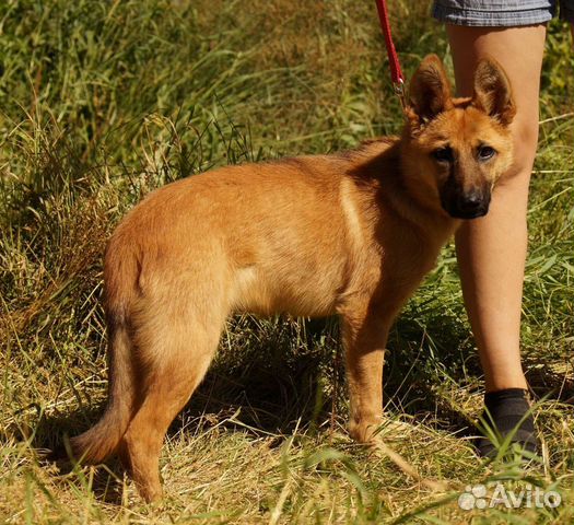 Пако типаж Бельгийской овчарки в добрые руки