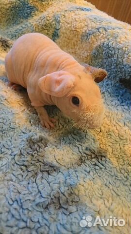 Морская свинка скинни