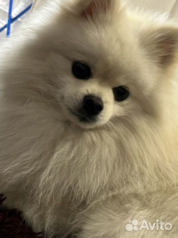 Породистый чистый немецкий шпиц на вязку