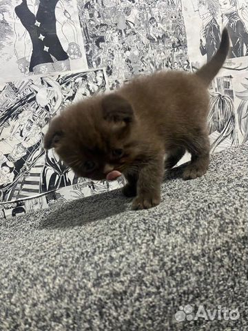 Шотландская