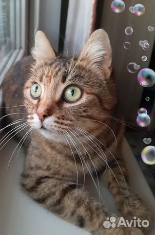 Кошка в дар. Зеленоглазая кошечка