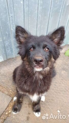 Щенок Цыган