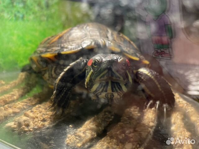 2 взрослые черепахи + аквариум