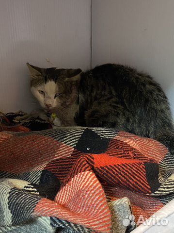 Кот, сбила машина. помогите найти дом