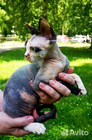 Котята девон-рекс