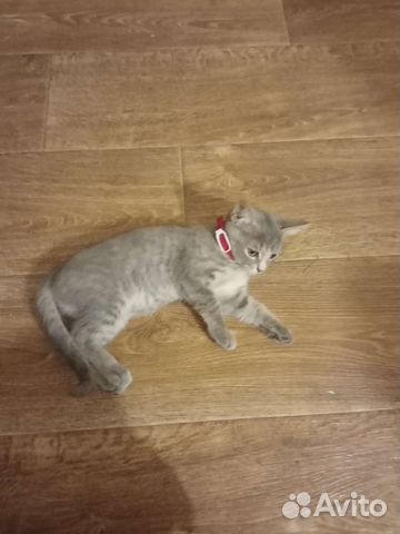 Котенок
