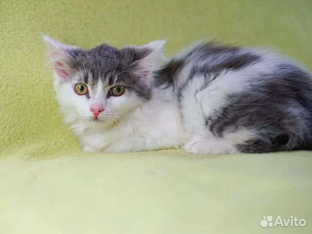 Котенок в добрые руки