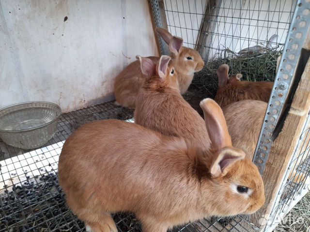 Кролики бургундские, французский баран и поместные