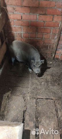 Вьетнамский вислобрюхий хряк