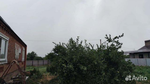 Сниму Рой пчёл