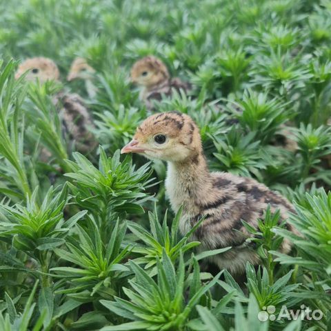 Дикая Американская Индейка