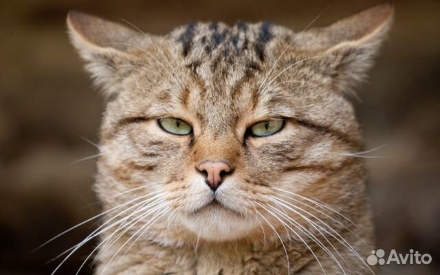 Ищу кормящую кошку