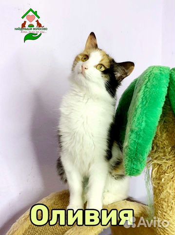 Котенок, кошка в добрые руки Оливия