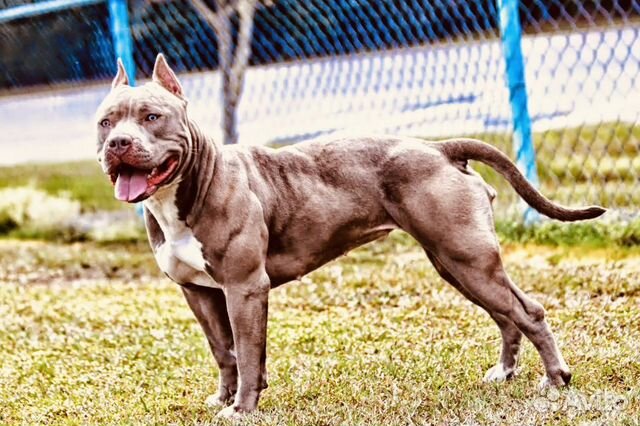 Питбуль в спортивной форме