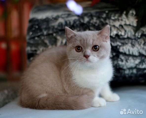 Нежная британская девочка Лиловый биколор