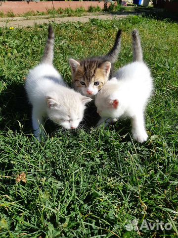 Котята в добрые руки