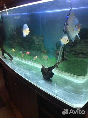 Аквариум с тумбой 470 л jebo