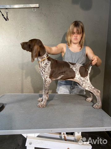 Немецкий курцхаар