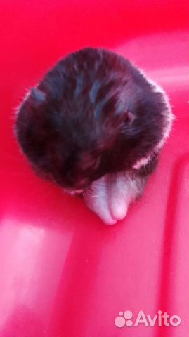 Шикарный хомяк