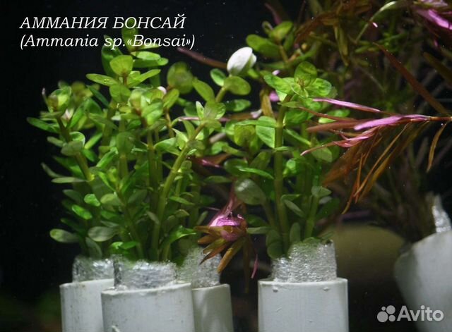 Аквариумные растения