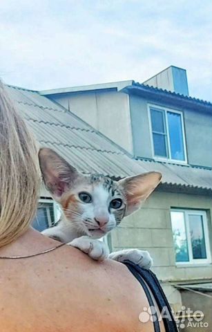 Ориентальное счастье