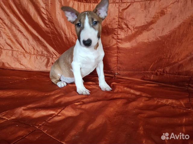 Миниатюрный бультерьер