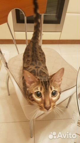 Бенгальская кошка