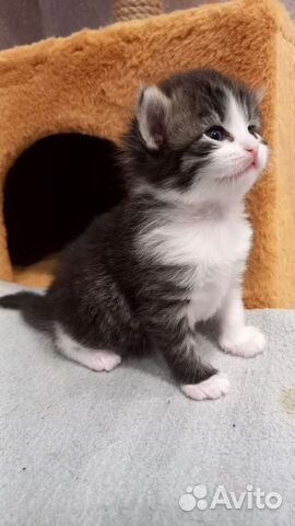 Котёнок 1месяц, мальчик