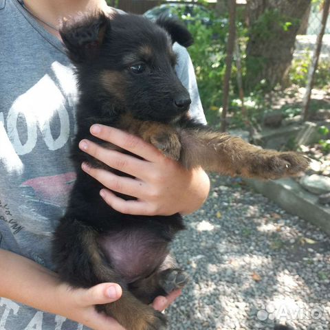 Злая как овчарка, красивая как двортерьер