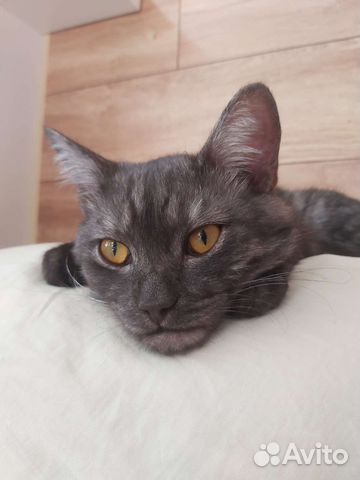 Кошки породистые бесплатно
